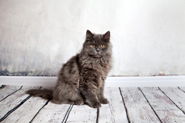 14 Gorgeous Black Cat Breeds (With Info & Pictures) - Catster