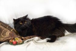 8 Vet-Verified Interesting Black Cat Facts That Will Impress You to ...