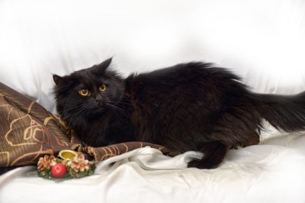 8 Vet-Verified Interesting Black Cat Facts That Will Impress You to ...