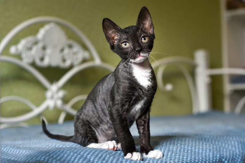 10 Types of Rex Cat Breeds (With Info & Pictures) - Catster