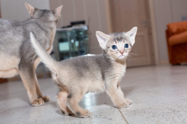 7 Vet-Verified Abyssinian Cat Colors: An Overview (With Pictures) - Catster
