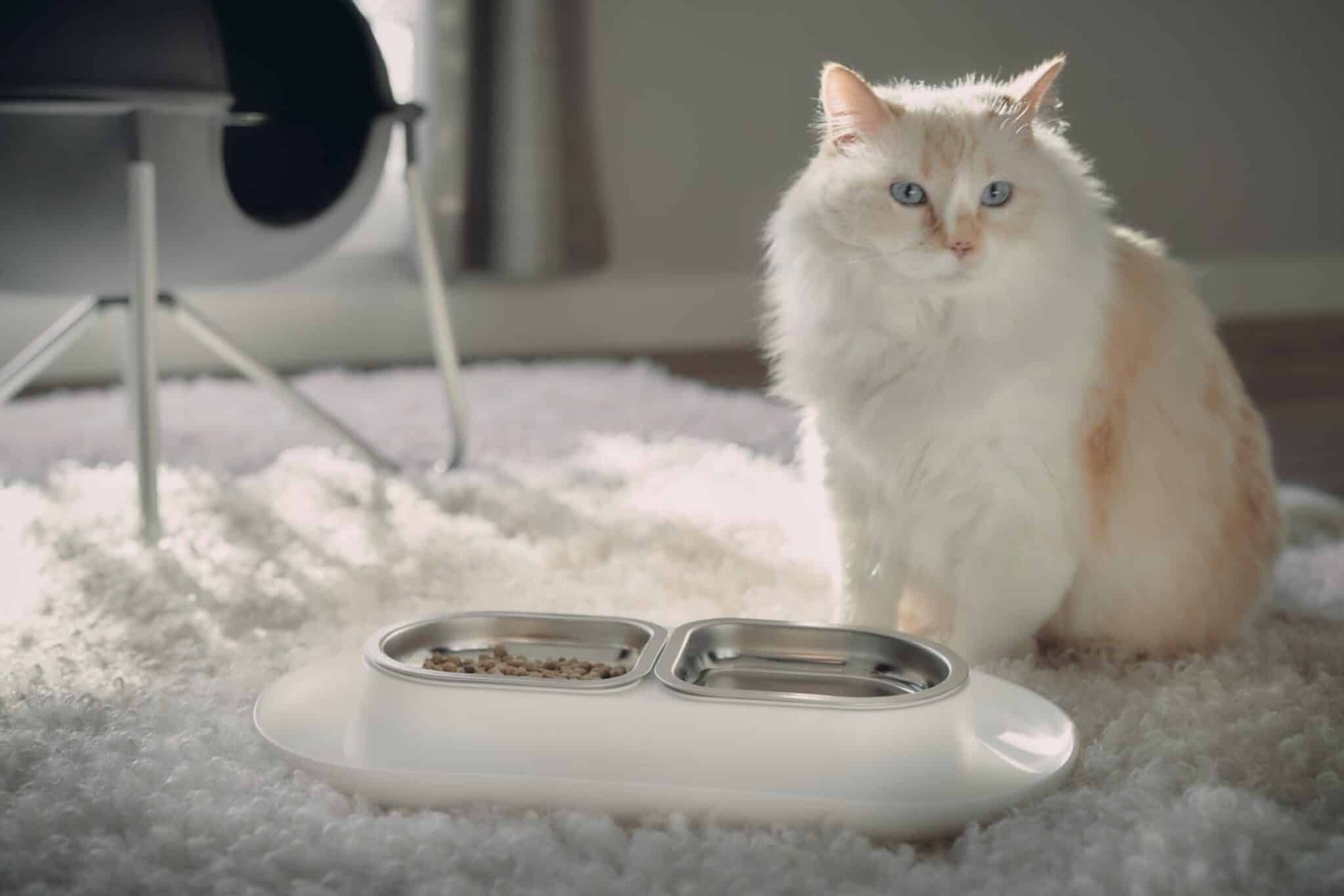 8 Best Luxury & Modern Cat Bowls in 2026: Reviews & Top Picks - Catster