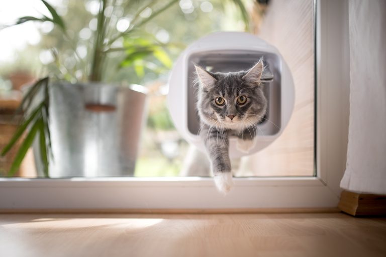 8 Best Electronic & Automatic Cat Doors in 2025 — Reviews & Top Picks ...