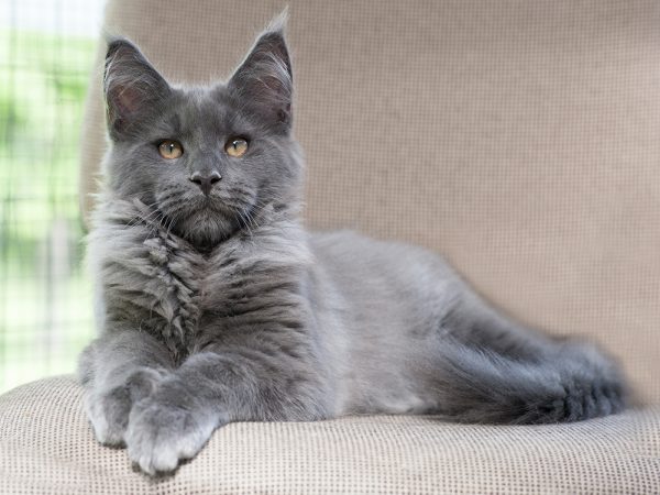 Blue Maine Coon Cat: Info, Pictures, Facts & History - Catster