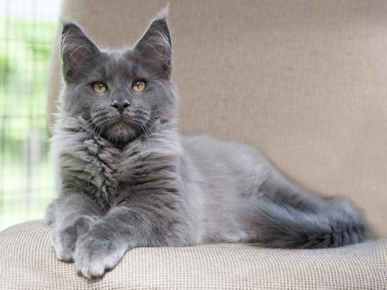 225 Royal & Regal Cat Names: Great Ideas for Your Noble Cat - Catster