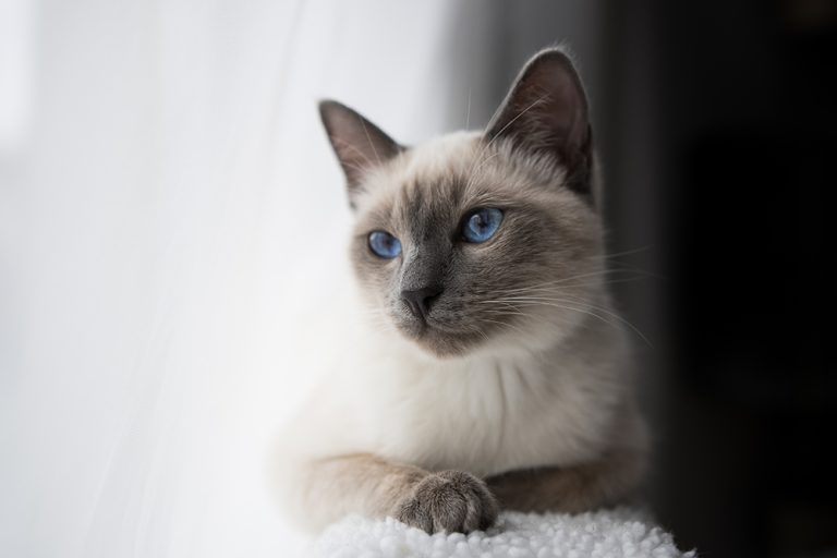 10 Most Affordable Cat Breeds (With Info & Pictures) - Catster