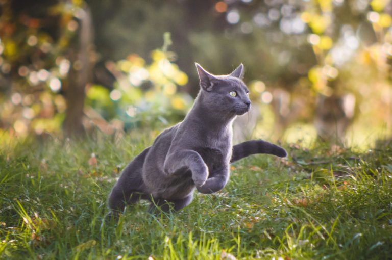 How Do Cats Run? The Amazingly Complex Details! - Catster