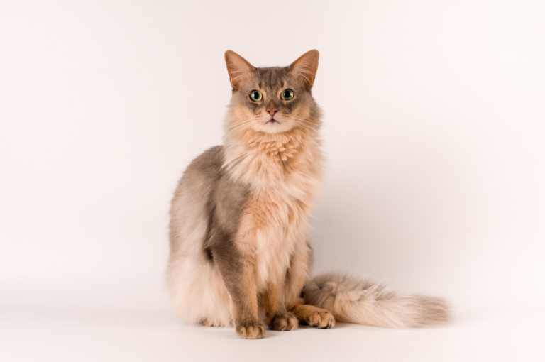 Somali Cat Breed Info: Pictures, Traits & Facts - Catster