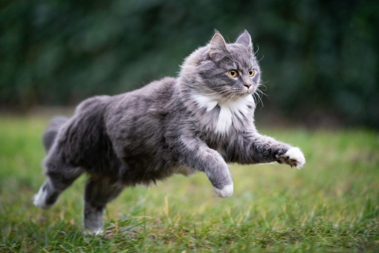 7 Types of Maine Coon Cat Colors (With Pictures) - Catster