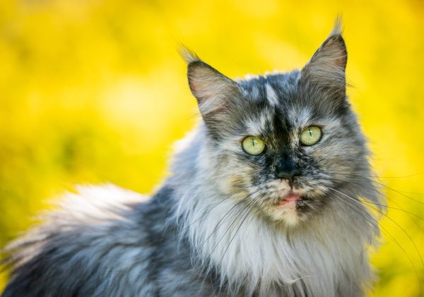 Blue Tortoiseshell Cat: 8 Interesting Facts (With Pictures) - Catster