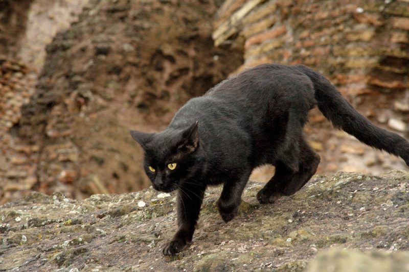 Bombay Cat Breed: Info, Pictures, Temperament & Traits - Catster