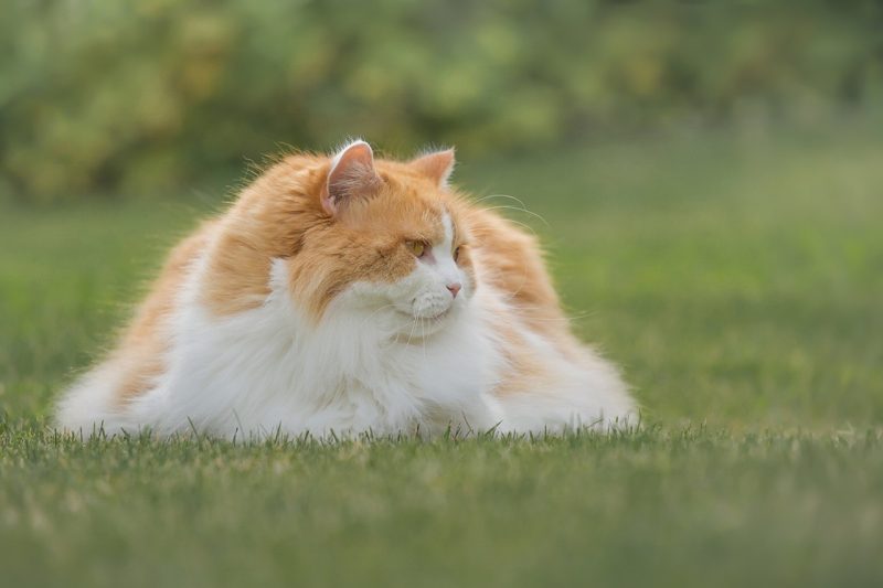 British Longhair Cat Breed Info Pictures Temperament And Traits Catster