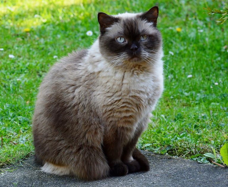 205 Fat Cat Names: Great Ideas for Your Giant Cat - Catster