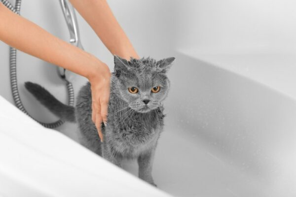 How to Give a Cat a Bath (Without Getting Scratched): Expert Tips ...