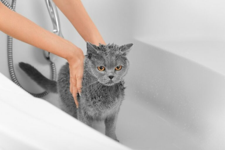 How to Give a Cat a Bath (Without Getting Scratched): Expert Tips ...