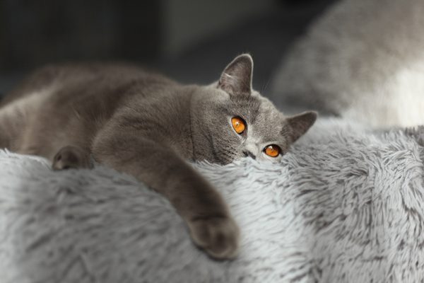 8 Types of Cat Eye Colors and Their Rarity (With Pictures) - Catster