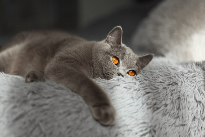 8 Types of Cat Eye Colors and Their Rarity (With Pictures) - Catster
