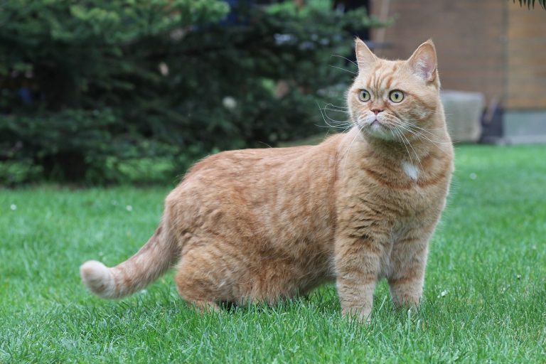 200+ Yellow Cat Names: Great Names for Your Sunny Cat - Catster