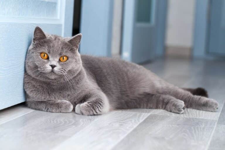 White British Shorthair Cat: Info, Pictures, Facts & History - Catster