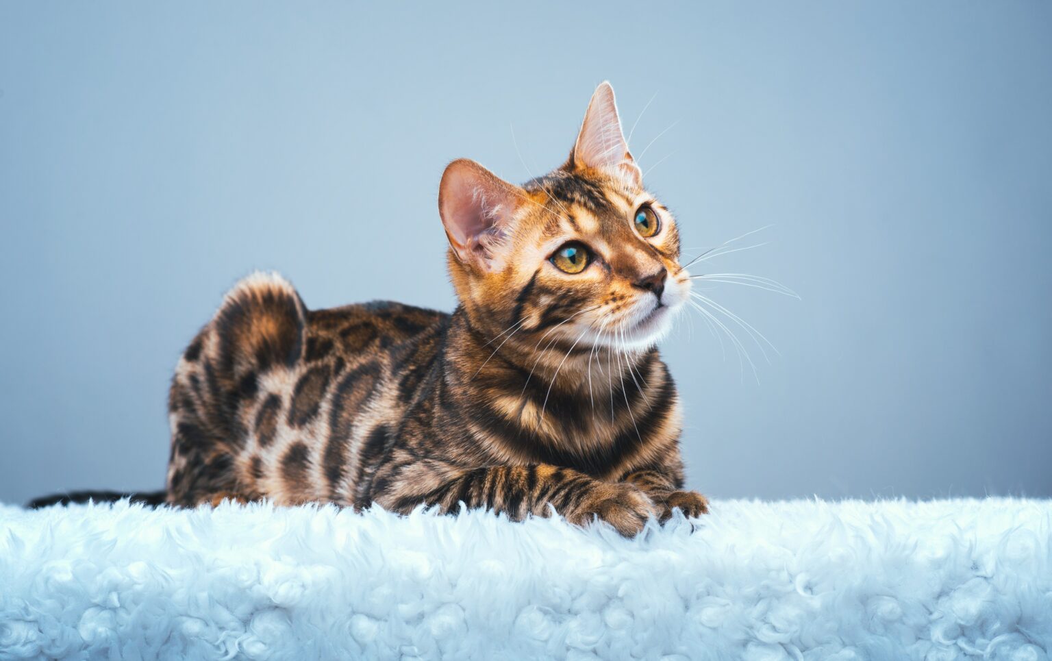 Are Bengal Cats Illegal in Some States? 2026 Update - Catster