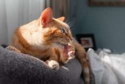 Cat Nail Biting: 3 Vet-Verified Tips If Your Cat Chews & Pulls Their ...