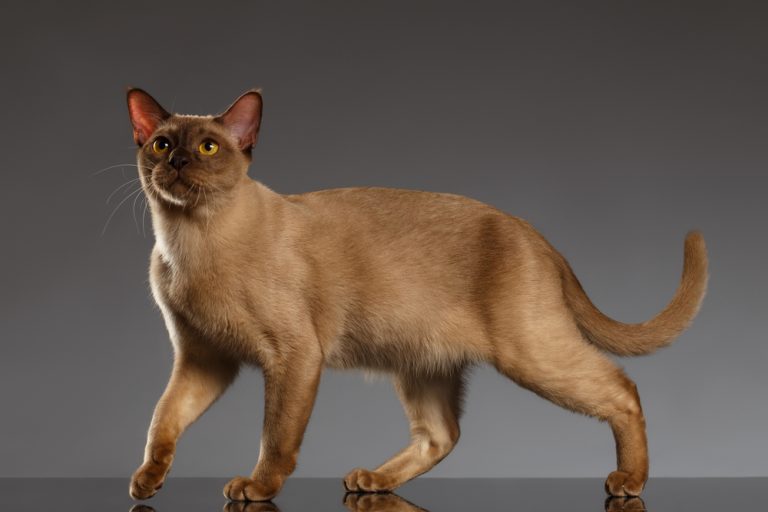 10 Cat Breeds That Can Act Like "Guard Cats" (With Info & Pictures ...