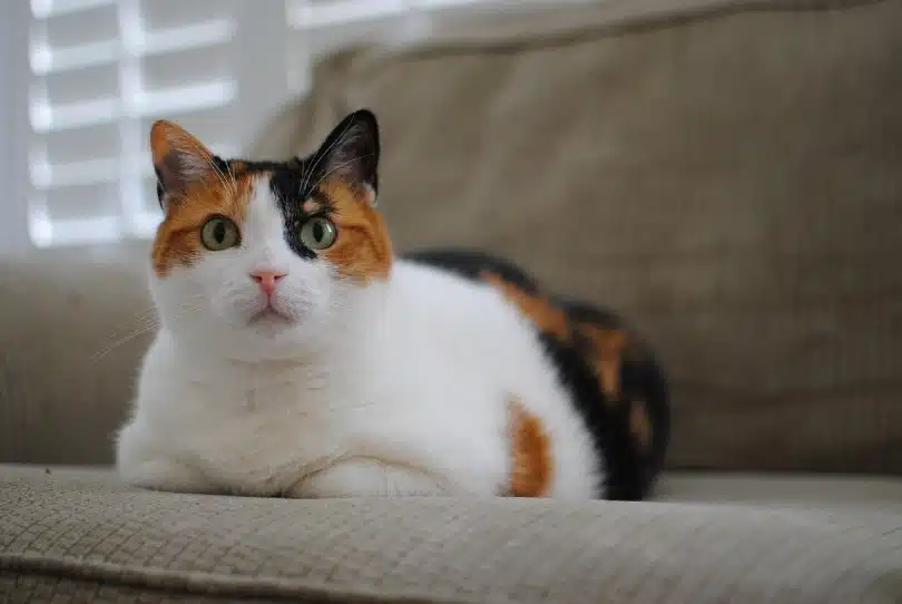 Calico Cat Breed Information & Pet Care Guide