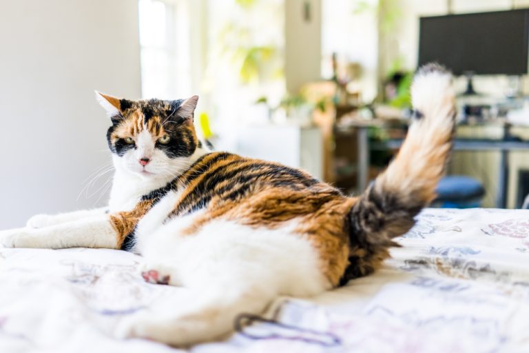 6 Different Types of Calico Cats (With Pictures) - Catster