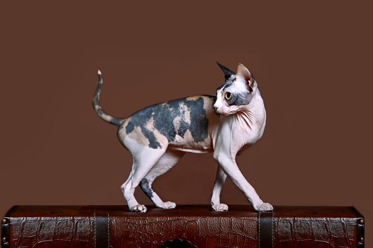8 Different Sphynx Cat Colors: Vet-Verified Info & Pictures - Catster