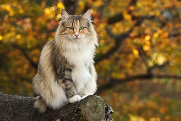 14 Rarest Cat Breeds in the World (With Info & Pictures) - Catster