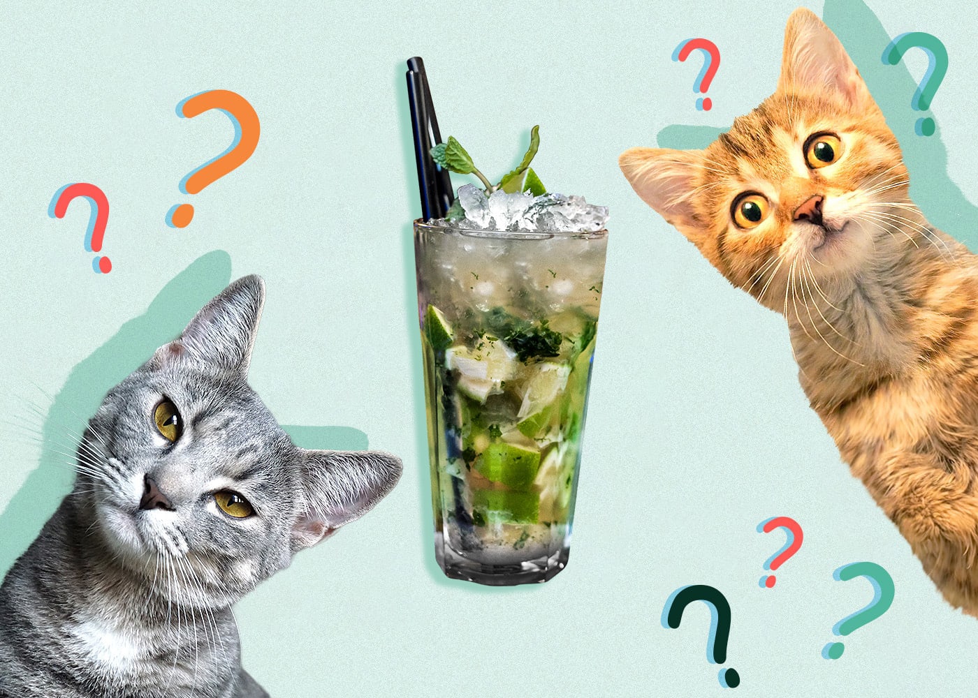 Can Cats Drink Alcohol? Vet-Reviewed Facts to Know! - Catster