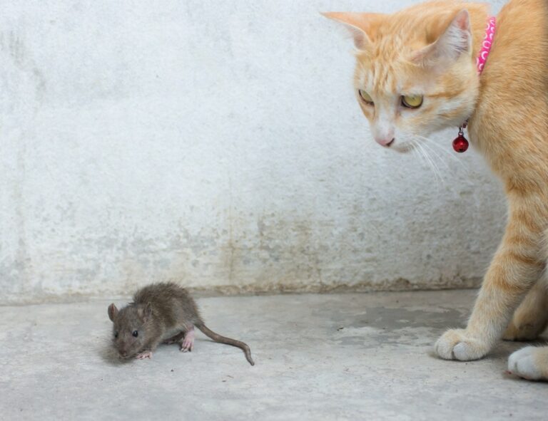 Do Cats Kill Rats? Vet-Reviewed Facts & Efficacy - Catster