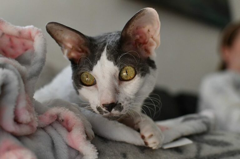Cornish Rex Cat: Breed Info, Pictures, Traits & Facts - Catster
