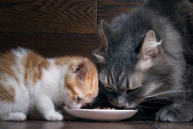 How to Keep Cats From Eating Each Other’s Food: 4 Vet-Approved Methods ...