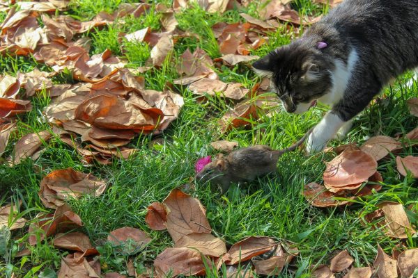 Do Cats Kill Rats? Vet-Reviewed Facts & Efficacy - Catster