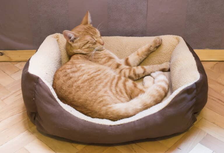 Why Does My Cat Wake Me Up Every Morning? 5 Vet-Reviewed Reasons - Catster
