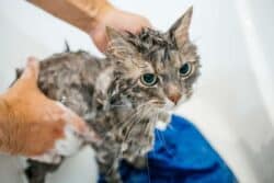 Can You Wash a Cat With Just Water? 6 Vet-Reviewed Tips & FAQs - Catster