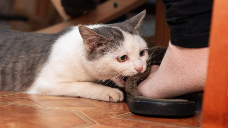 What to Do When a Cat Bites You: Vet-Reviewed Steps to Take & Risks ...