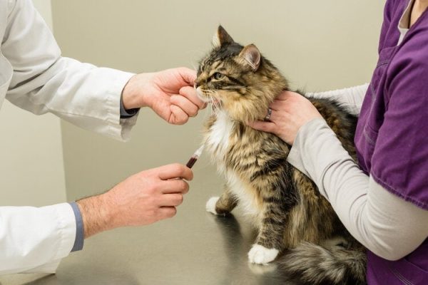 Cat Blood Test Results Explained - What Should I Look For? - Catster