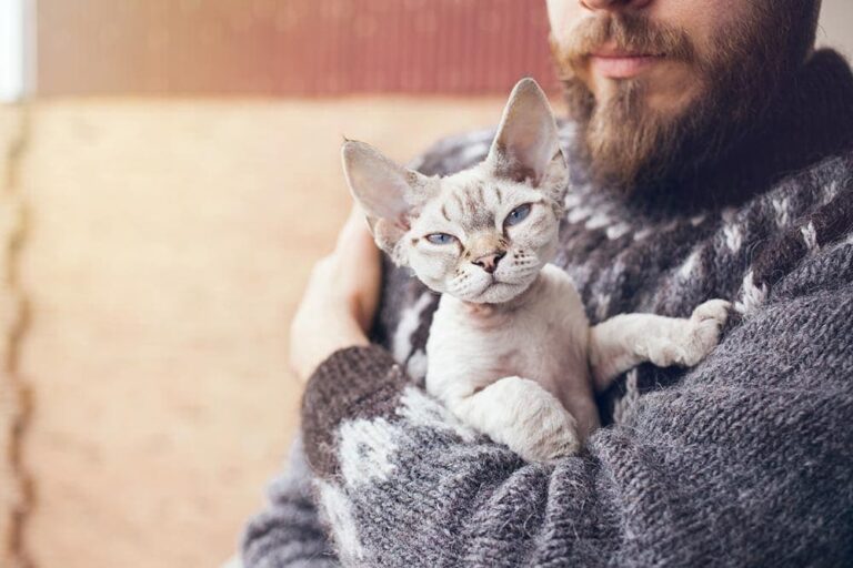 9 Things to Do If You Want to Buy a Purebred Cat: Vet Approved Advice ...