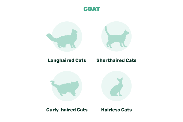 What Breed Is My Cat? Vet Approved Identification Guide (with Pictures ...