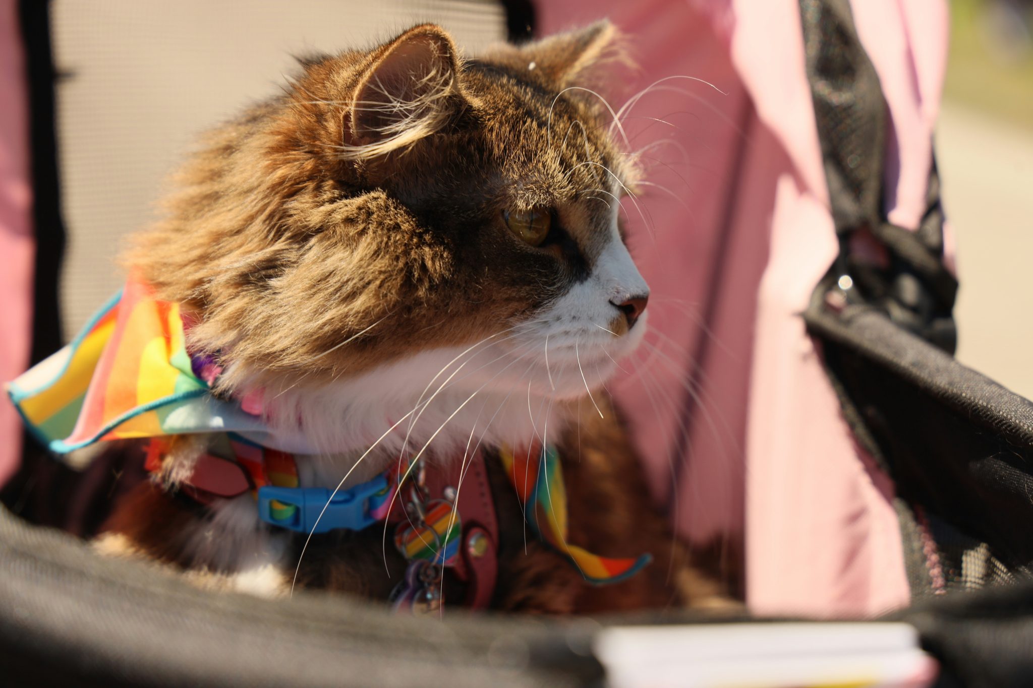 12 Easy DIY Cat Collars You Can Make Today - Catster