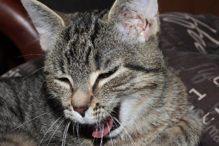 230 Badass Cat Names for Tough & Ferocious Felines - Catster