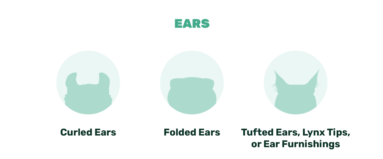 What Breed Is My Cat? Vet Approved Identification Guide (with Pictures ...