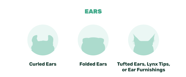 What Breed Is My Cat? Vet Approved Identification Guide (with Pictures ...