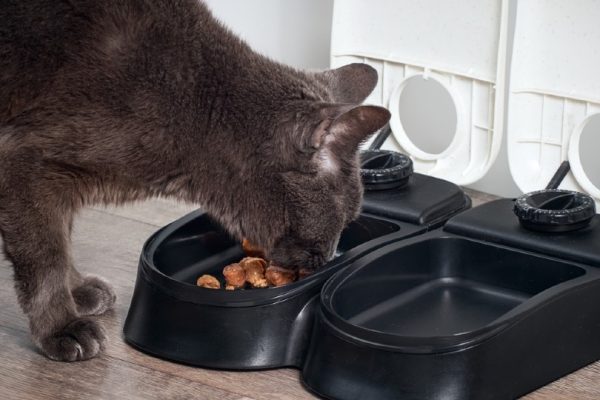 10 Best Automatic Cat Feeders in the UK in 2025 - Reviews & Top Picks ...