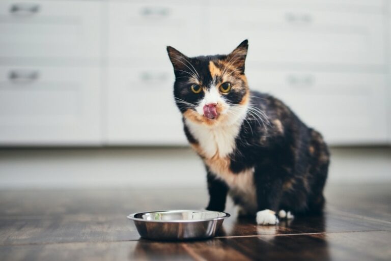 IBS In Cats: Our Vet Explains Causes, Signs & Treatments - Catster