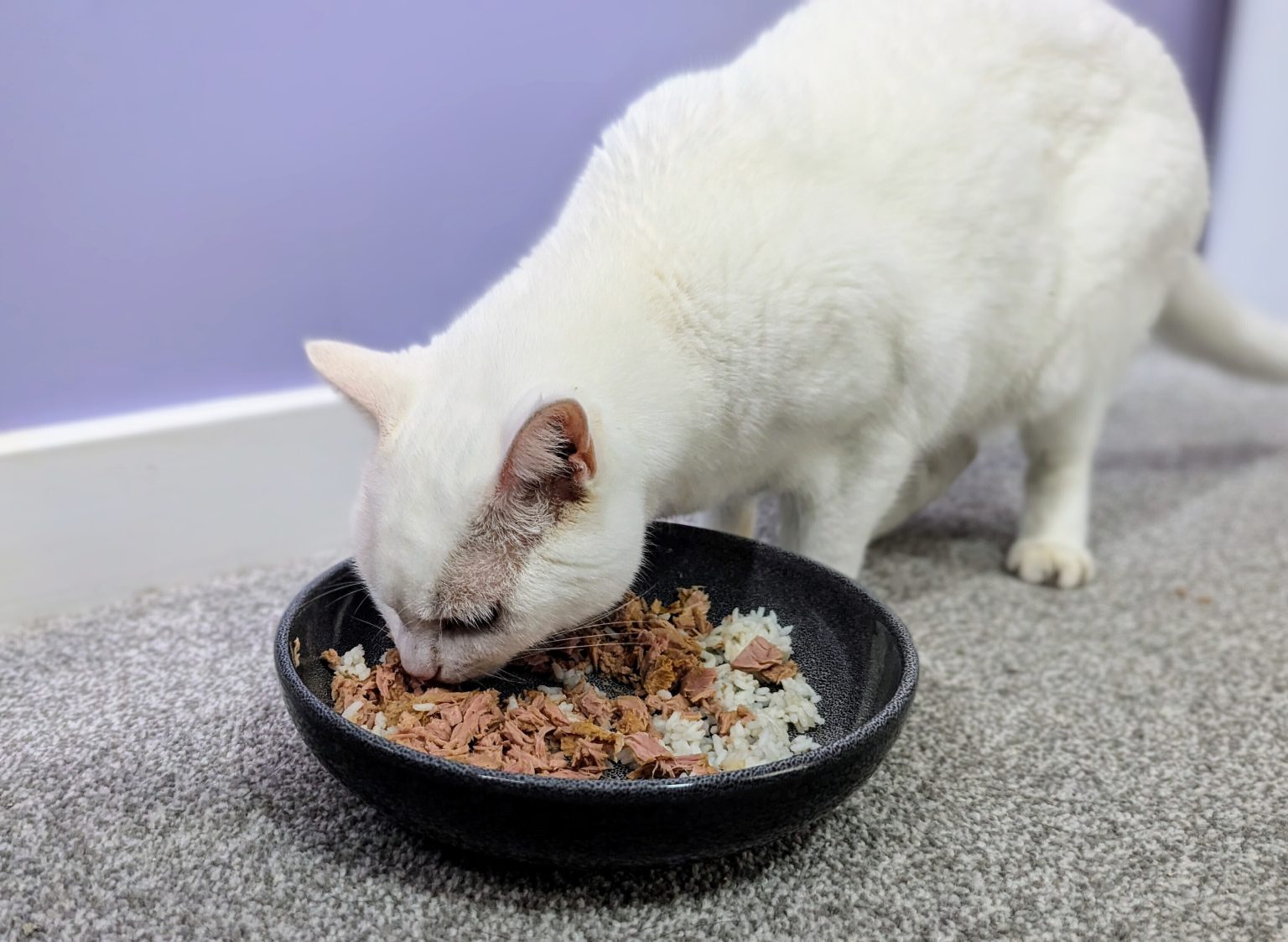 Cats Are Obligate Carnivores: Vet-Approved Info & Feline Diet Facts ...