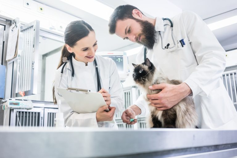 5 Expert Ways to Handle Aggressive Cats: Vet Approved Tips & Tricks ...