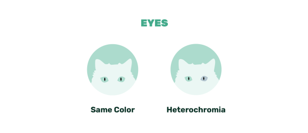 What Breed Is My Cat? Vet Approved Identification Guide (with Pictures ...